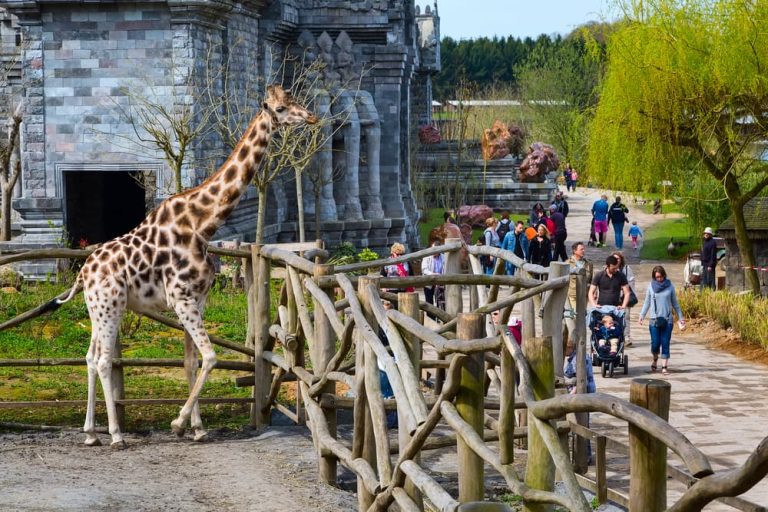 Exploring Pairi Daiza: Belgium's Premier Zoo and Botanical Garden ...